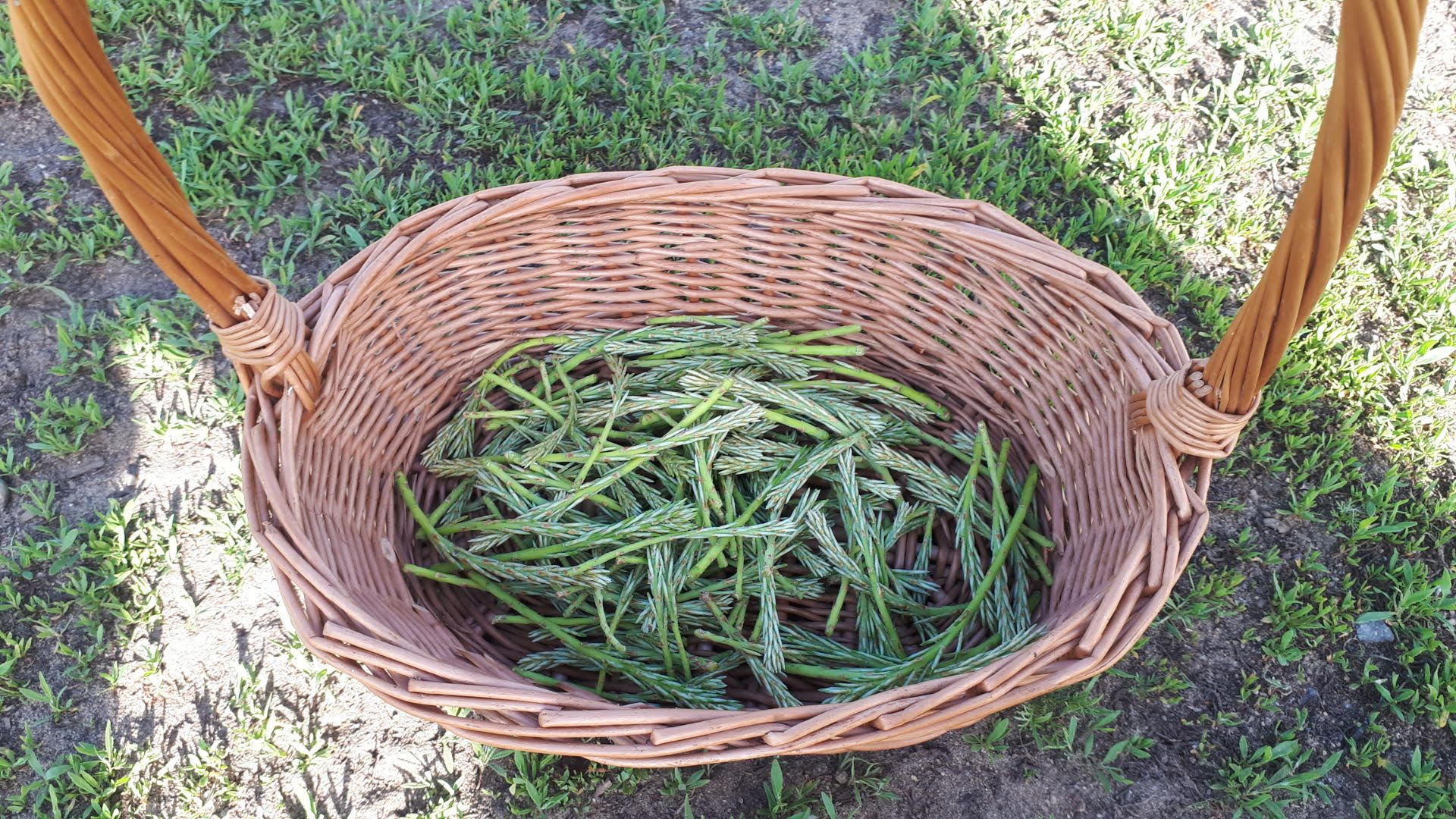 Jeune pousse pin blanc bio (de la ferme) 45g